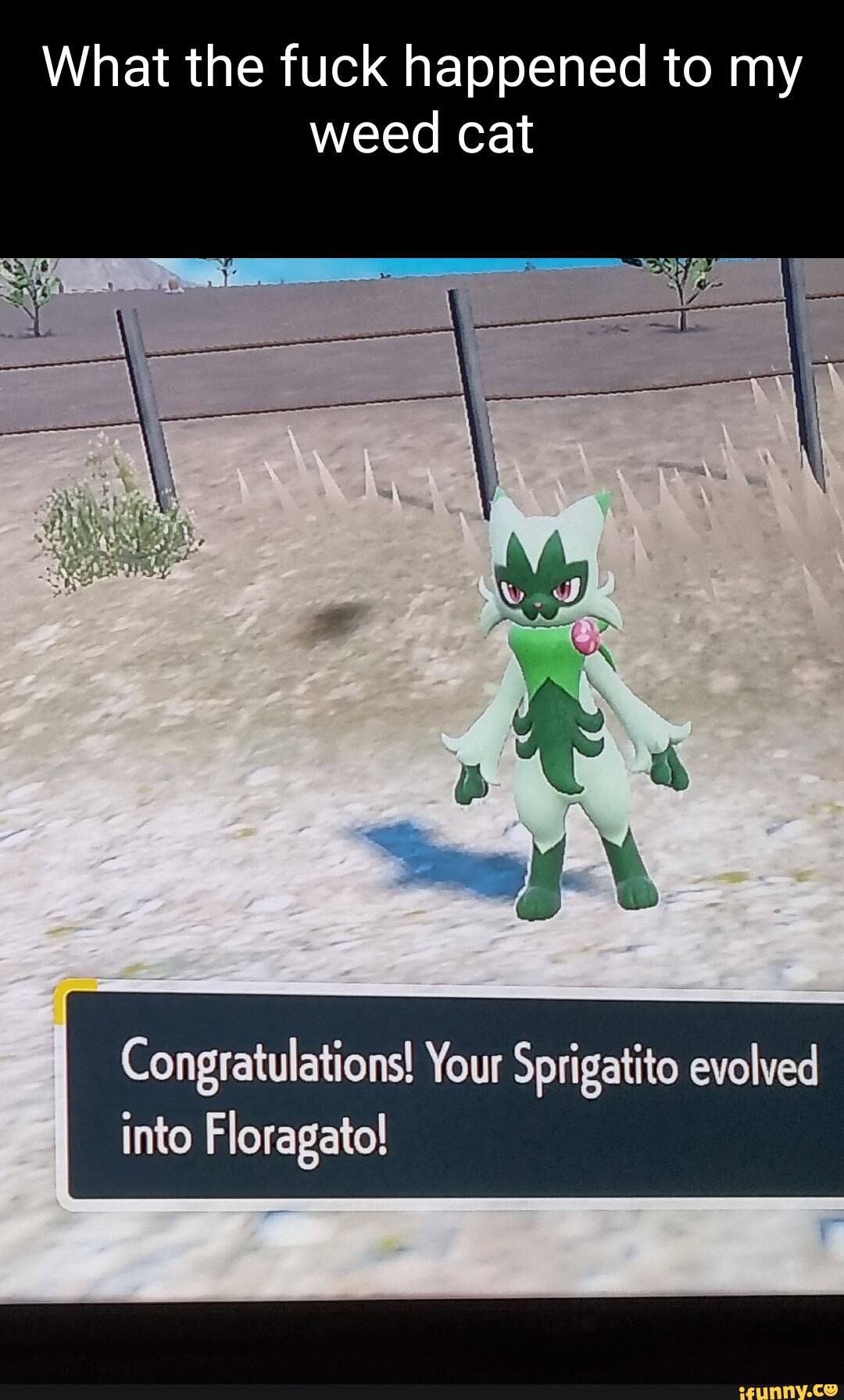 Floragato memes. Best Collection of funny Floragato pictures on iFunny