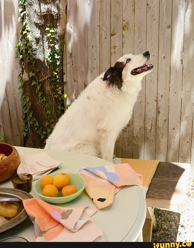 Meet Phillip and Daisy, the pups behind @coldpicnic’s co-founders (and ...