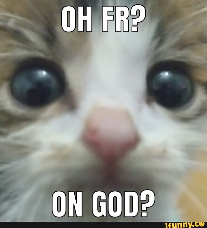 Frp memes. Best Collection of funny Frp pictures on iFunny