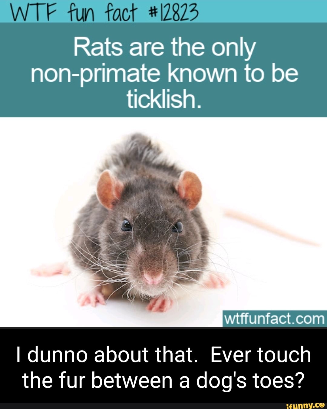 Tun Rats are the only non-primate known to be ticklish. wWtffunfact ...