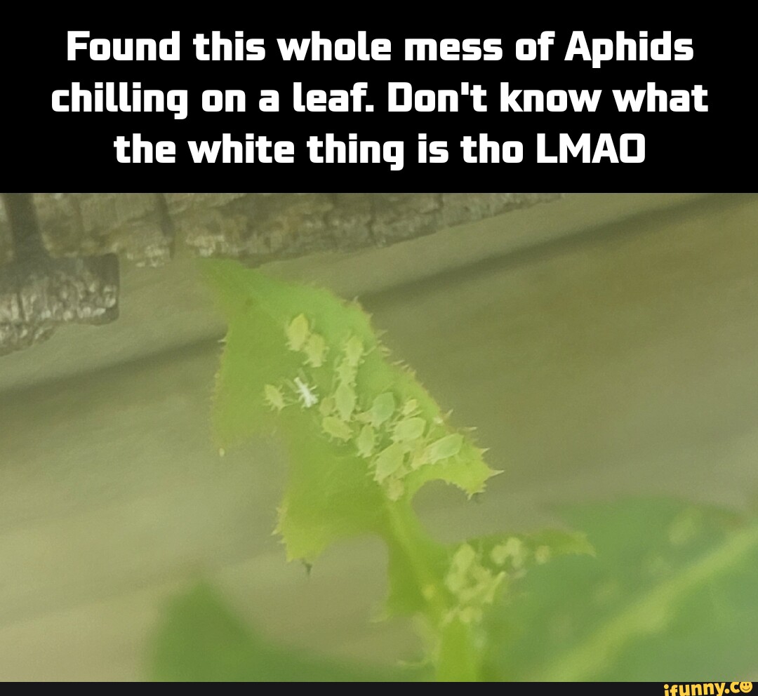 Found this whole mess of Aphids chilling on a leaf. Don't know what the ...