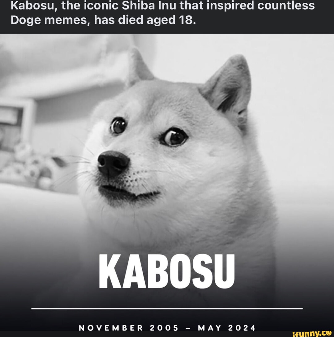 Kabbosu, the iconic Shiba Inu that inspired countless Doge memes, has ...