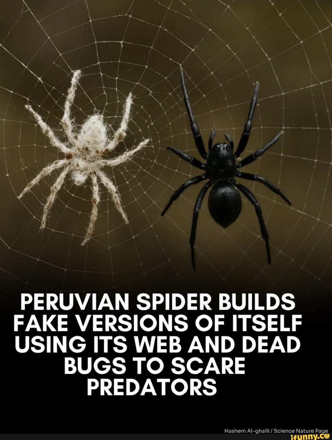 PERUVIAN SI SPIDER BUILDS FAKE VERSIONS OF ITSELF USING ITS WEB AND ...
