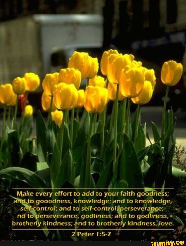 Make every effort to add to your faith goodne gooodness, knowledge: and ...
