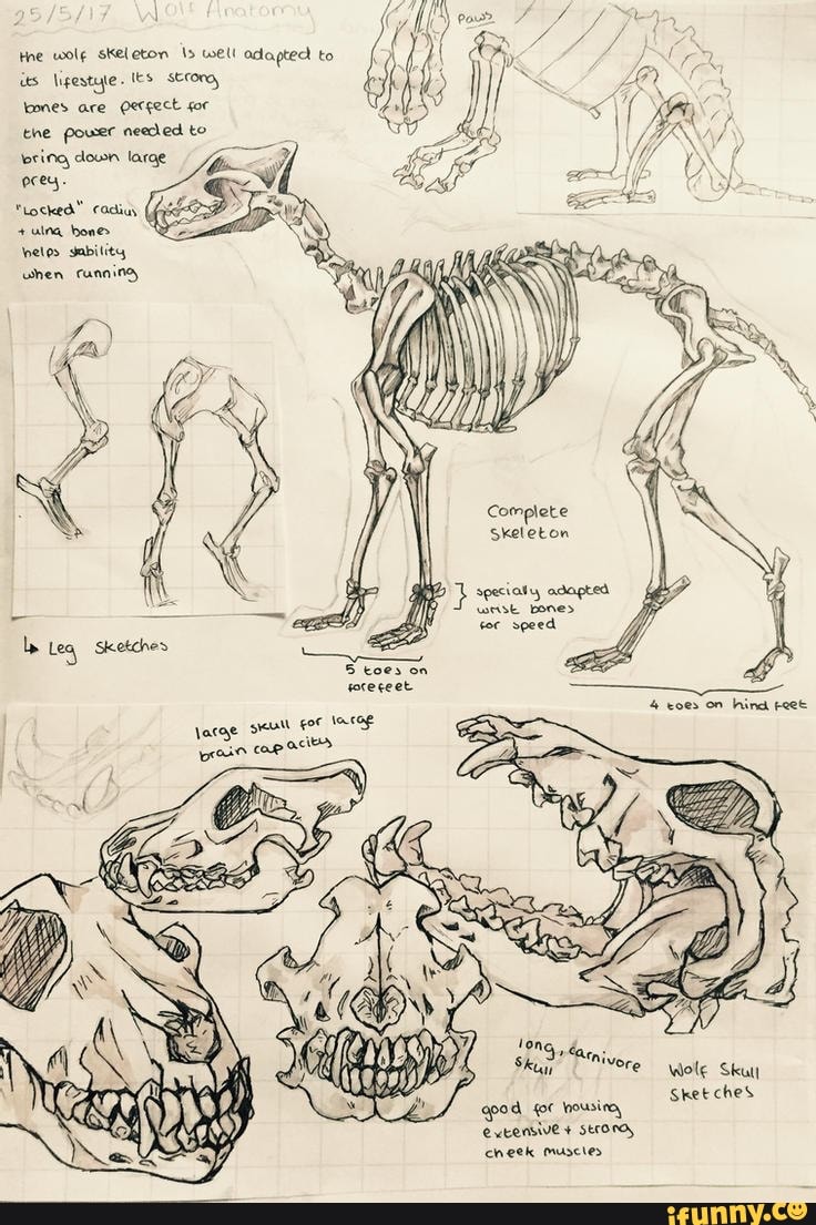 Wolfanatomy memes. Best Collection of funny Wolfanatomy pictures on iFunny