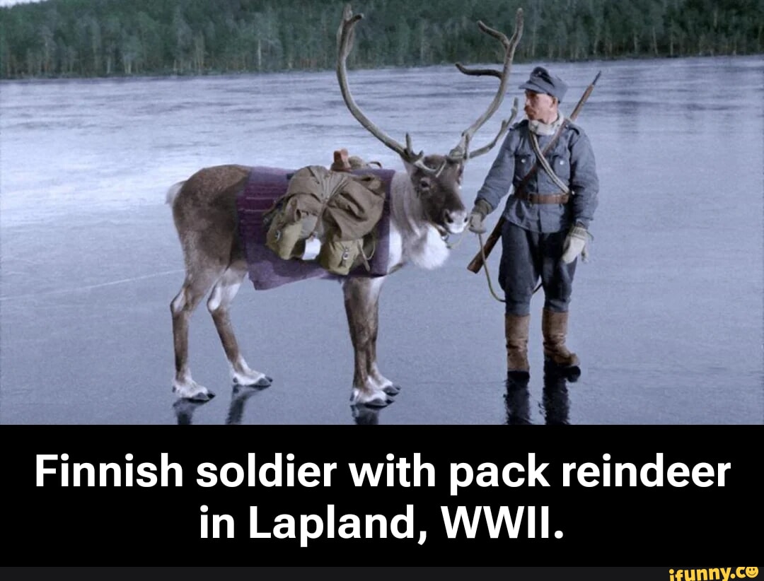 Finnish soldier with pack reindeer in Lapland, WWII. - iFunny