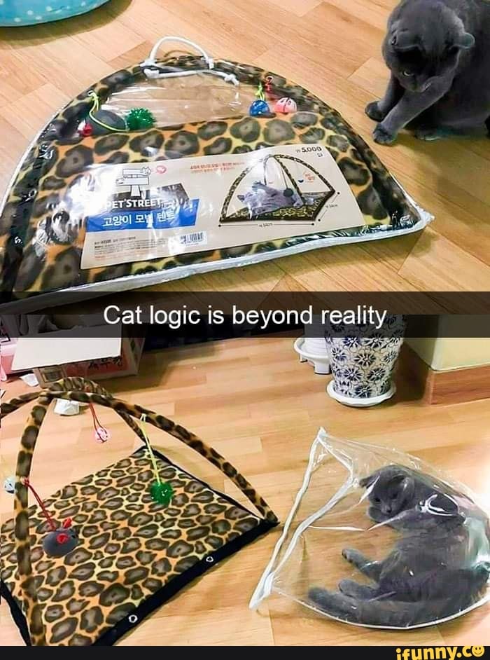 Cat logic is beyond reality - iFunny