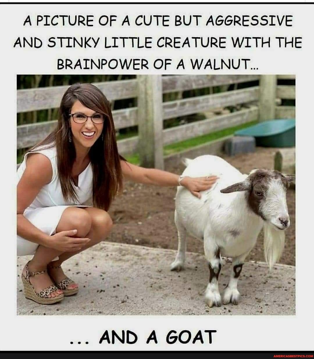 A PICTURE OF A CUTE BUT AGGRESSIVE AND STINKY LITTLE CREATURE WITH THE ...