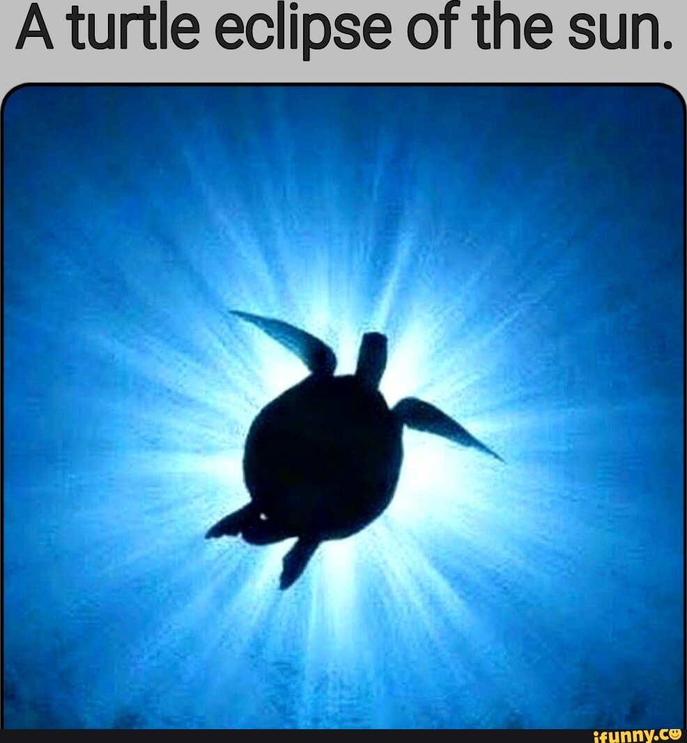 A turtle eclipse of the sun. - iFunny