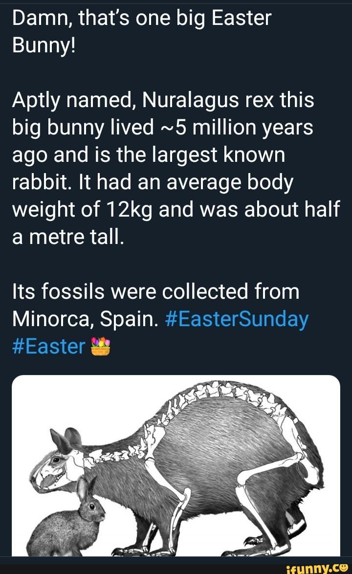 Damn, that's one big Easter Bunny! Aptly named, Nuralagus rex this big ...