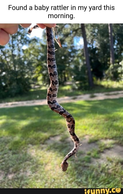 Found a baby rattler in my yard this morning. - iFunny