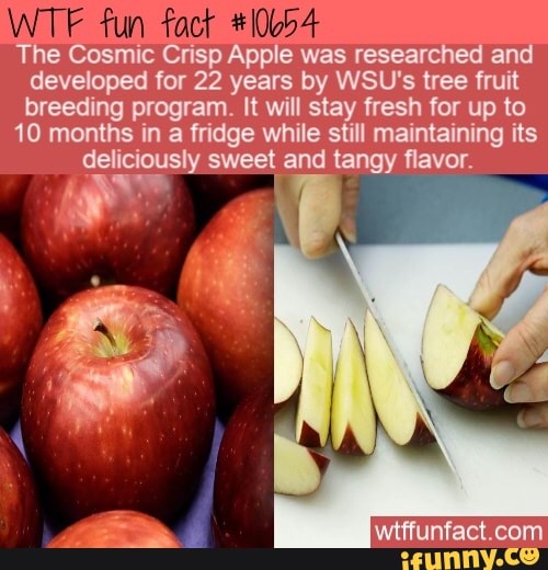 Wsus memes. Best Collection of funny Wsus pictures on iFunny