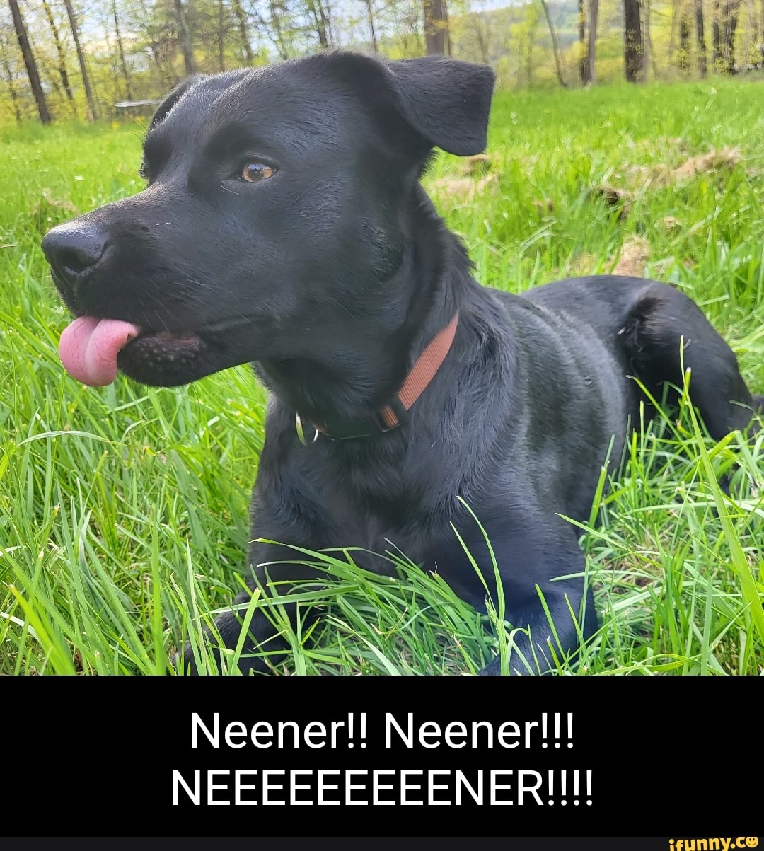 Neener memes. Best Collection of funny Neener pictures on iFunny