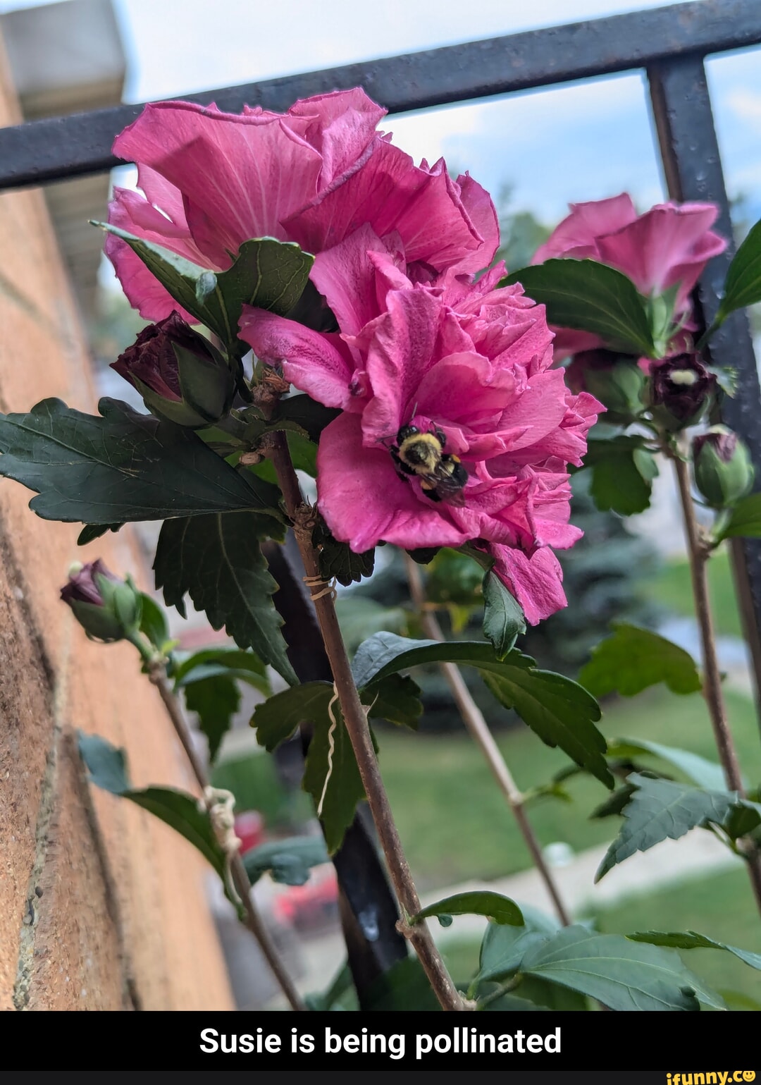 Susie memes. Best Collection of funny Susie pictures on iFunny