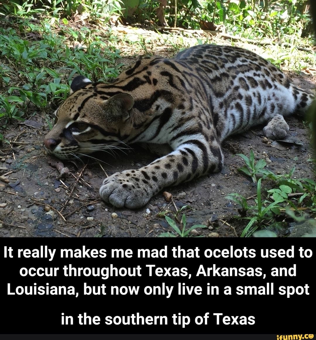 It really makes me mad that ocelots used to occur throughout Texas ...