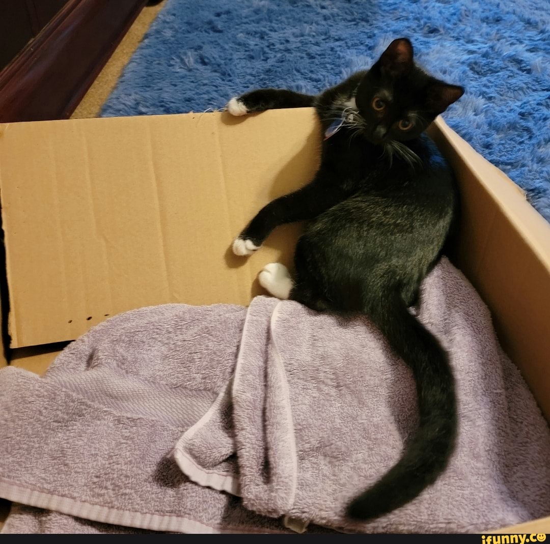 Catinbox memes. Best Collection of funny Catinbox pictures on iFunny