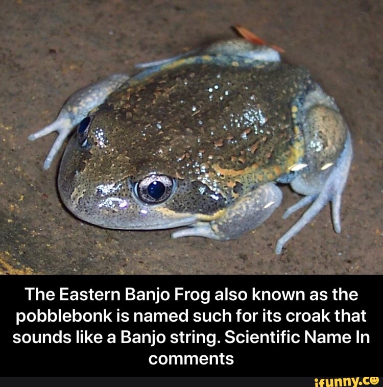 Pobblebonk memes. Best Collection of funny Pobblebonk pictures on iFunny