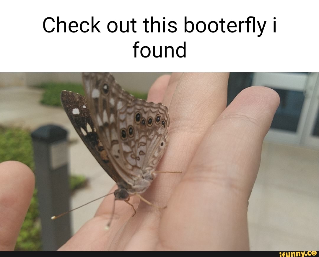 Butterflies memes. Best Collection of funny Butterflies pictures on iFunny