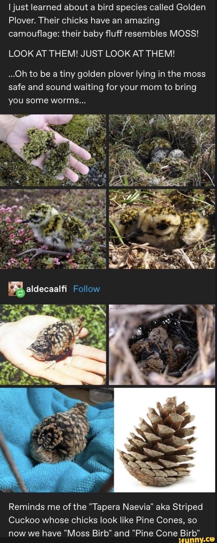 I just learned about a bird species called Golden Plover. Their chicks ...