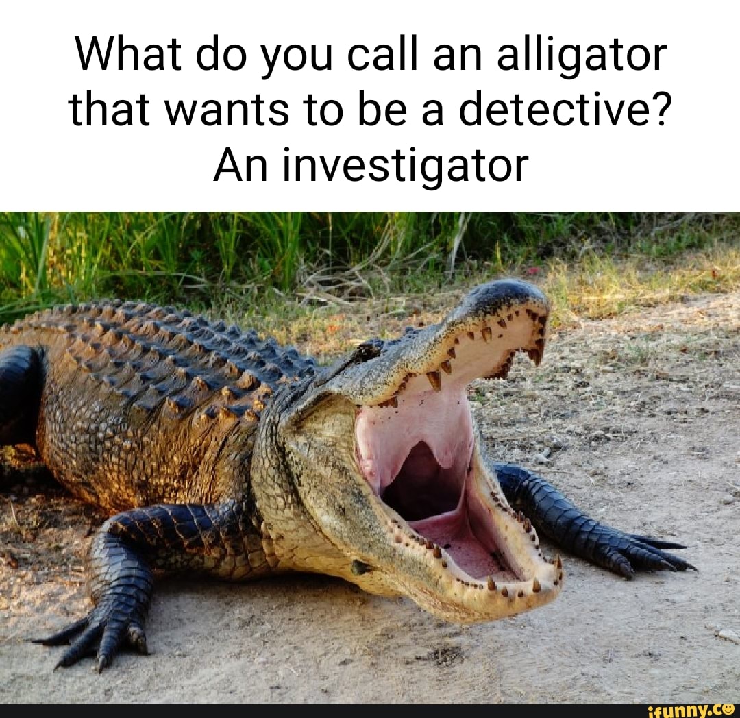 What do you call an alligator that wants to be a detective? An ...