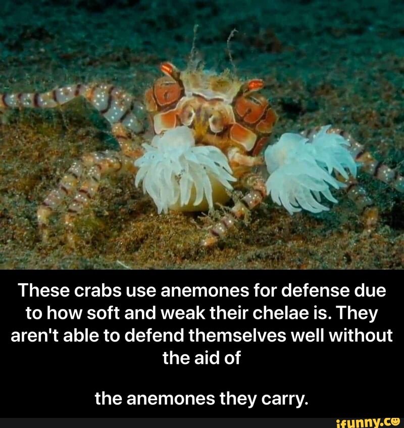 Boxercrab memes. Best Collection of funny Boxercrab pictures on iFunny