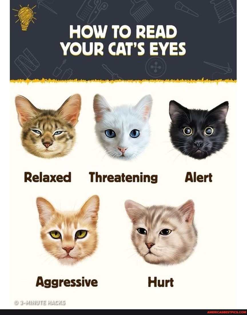 HOW TO READ YOUR CAT'S EYES Relaxed Threatening Alert Aggressive Hurt ...
