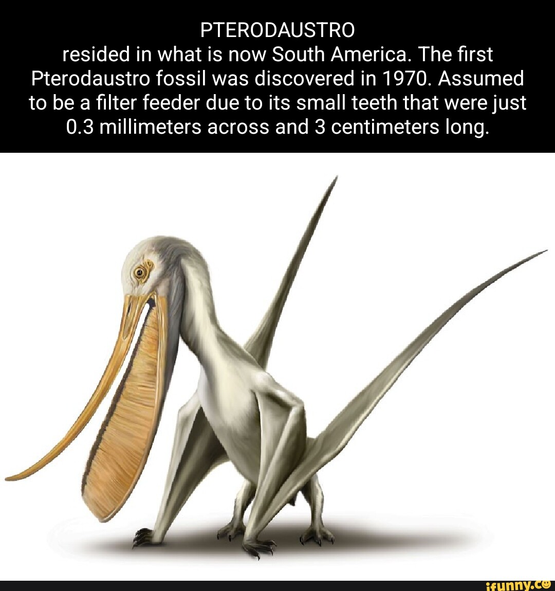 PTERODAUSTRO resided in what is now South America. The first ...