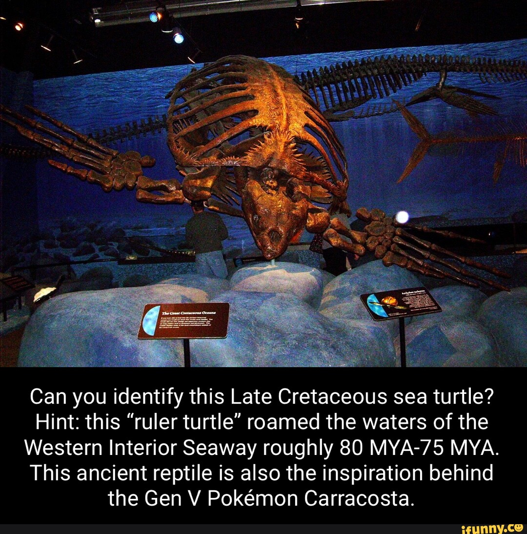 Can you identify this Late Cretaceous sea turtle? Hint: this "ruler ...