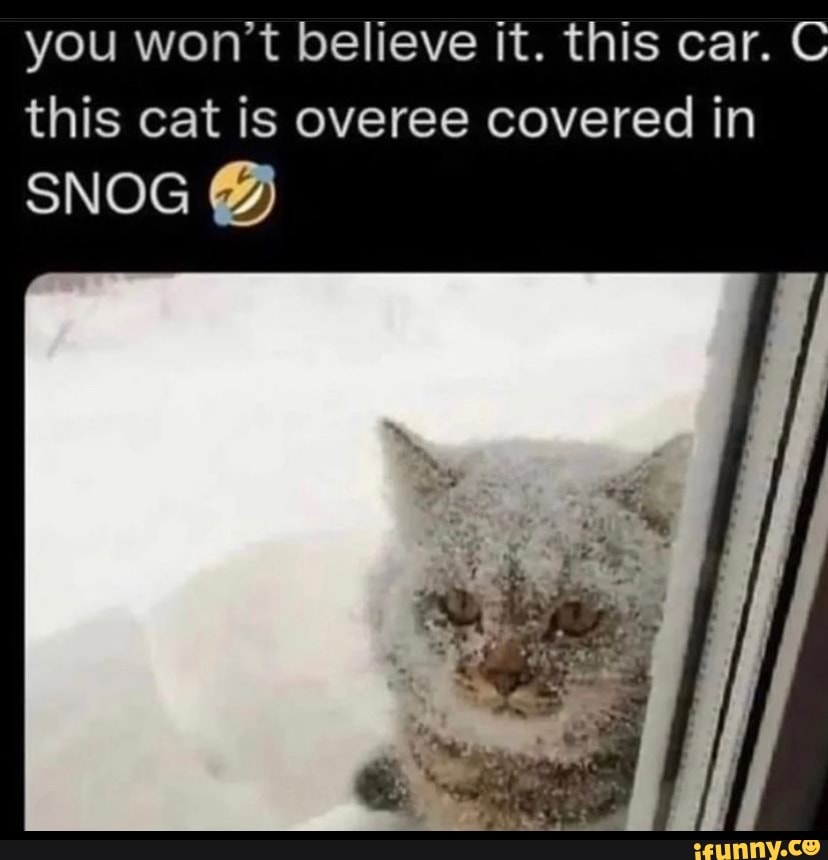 You won't believe it. this car. this cat is overee covered in SNOG ...