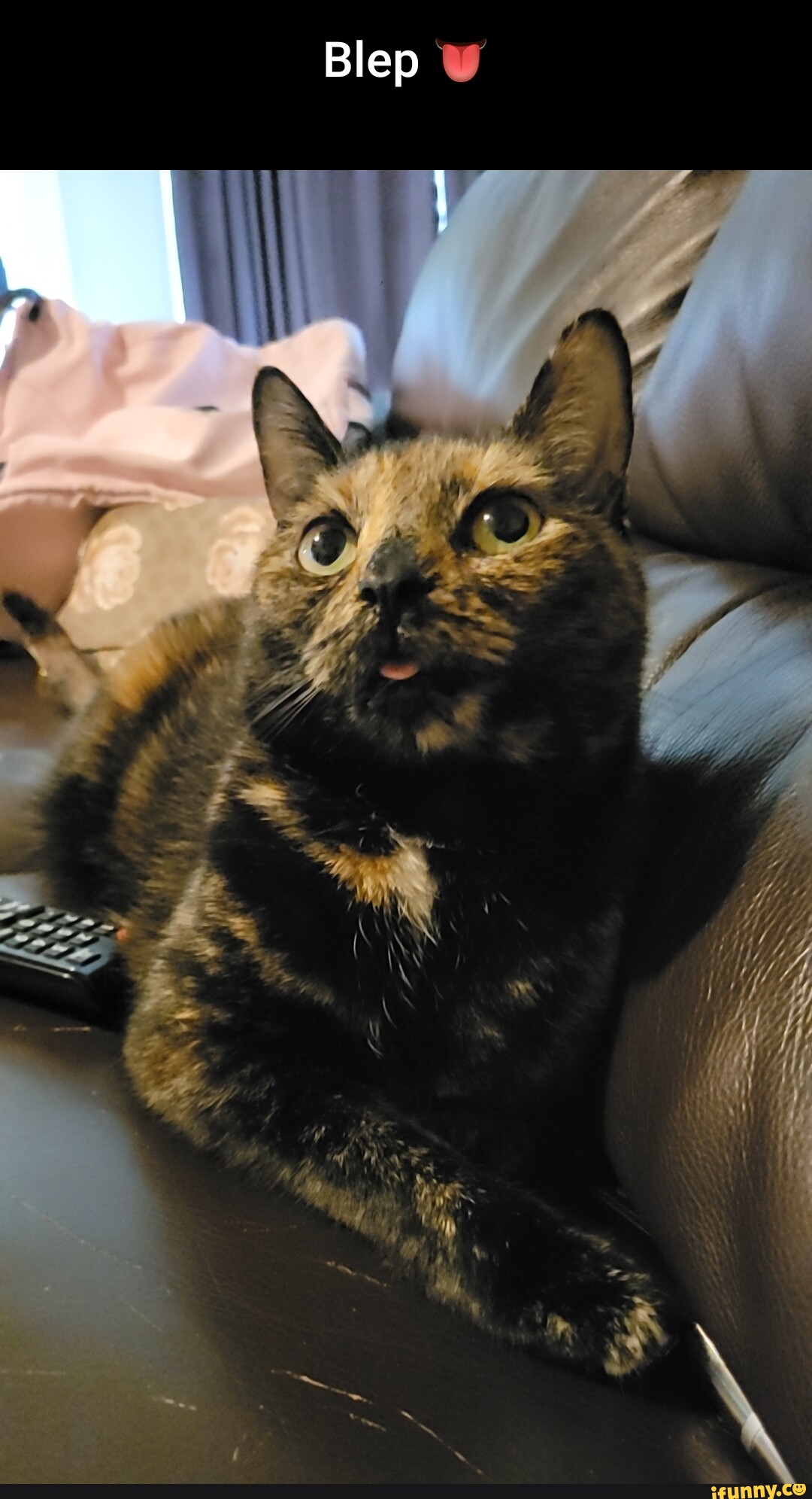 Blep memes. Best Collection of funny Blep pictures on iFunny