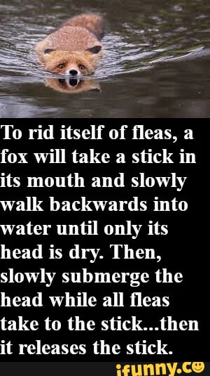 To rid itself of fleas, a fox will take a stick in its mouth and slowly ...
