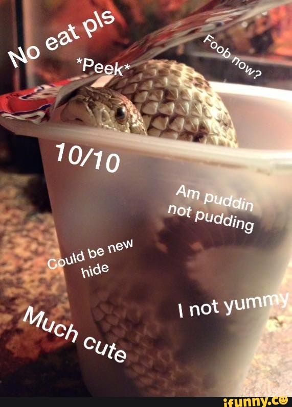 CUte Am Puddin Q PUdding my ynoty - iFunny