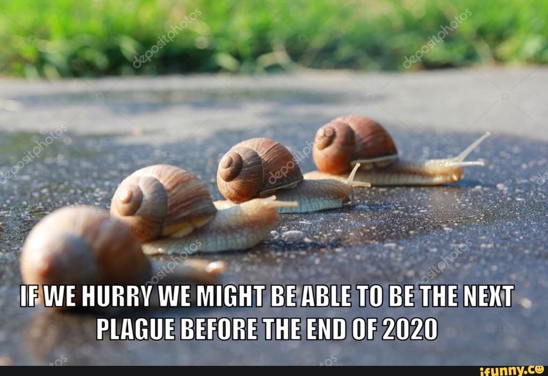 Snailmemes memes. Best Collection of funny Snailmemes pictures on iFunny
