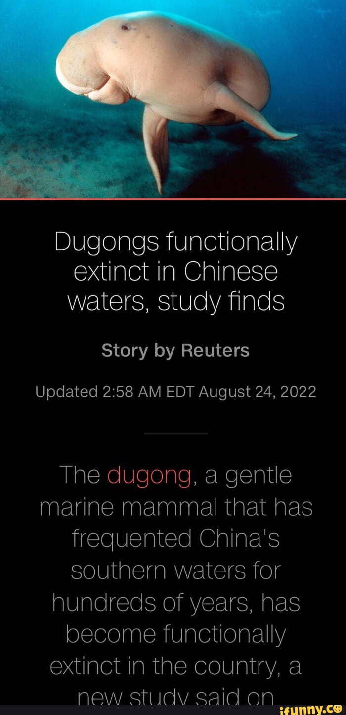 Dugong memes. Best Collection of funny Dugong pictures on iFunny