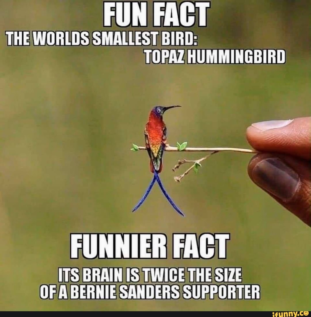 GU ea THE'WORLDS SMALLEST BIRD: OF A BERNIE SANDERS SUPPORTER - iFunny