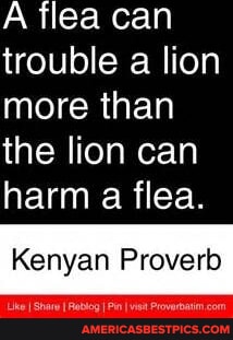 A flea can trouble a lion more than the lion can harm a flea. Kenyan ...