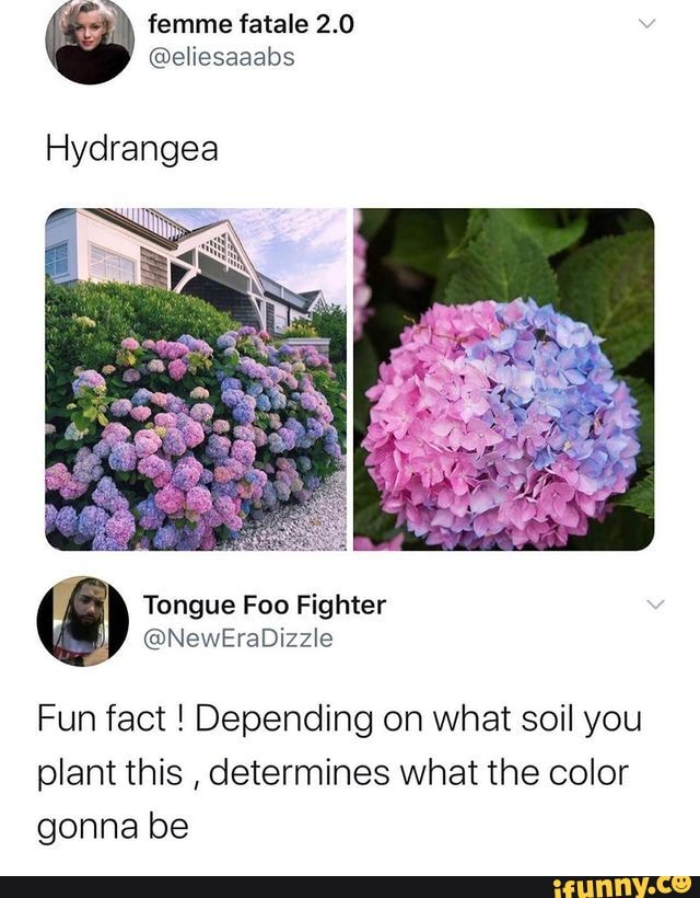 Hydrangea memes. Best Collection of funny Hydrangea pictures on iFunny