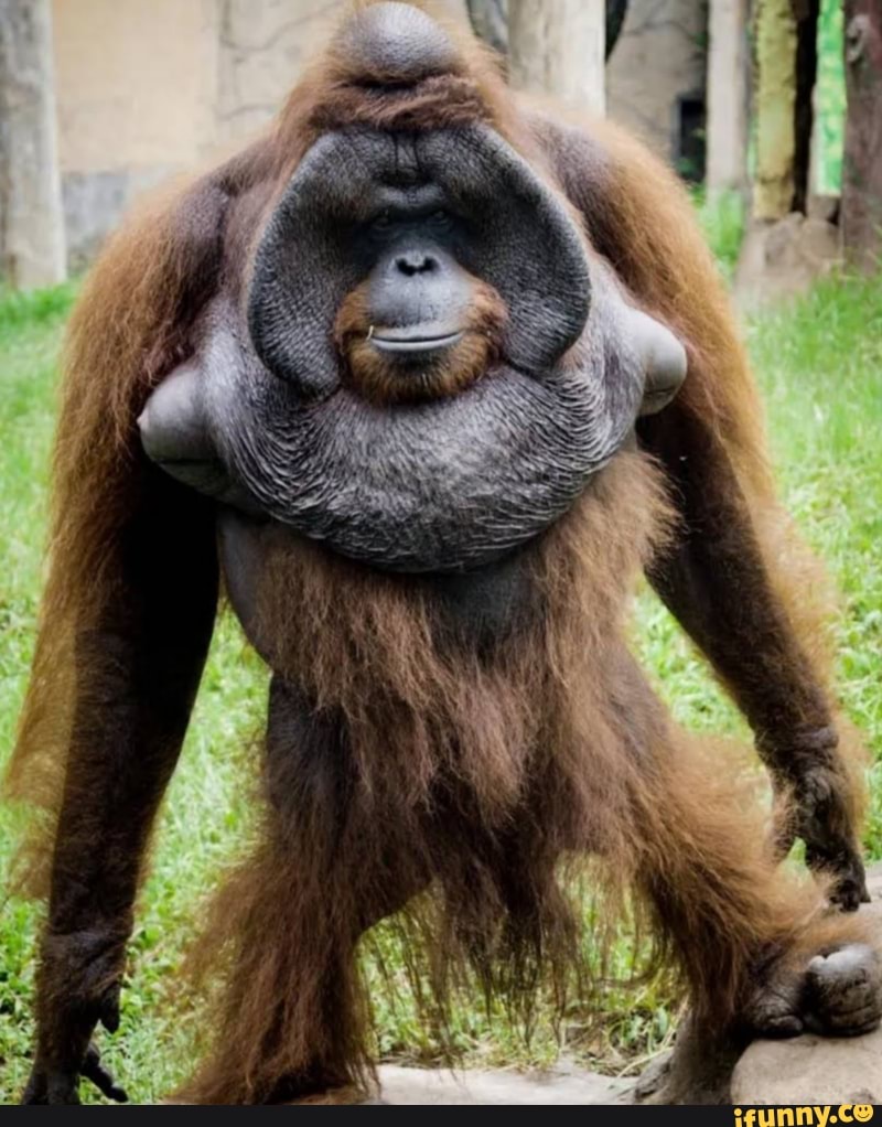 Funnyapeandchimpmonkey memes. Best Collection of funny ...