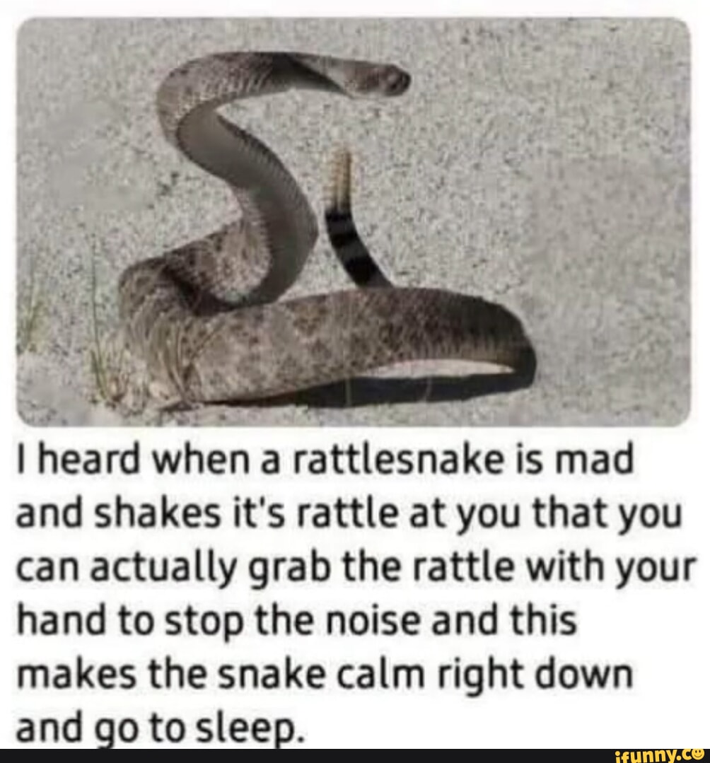 Be I heard when a rattlesnake is mad and shakes it's rattle at you that ...