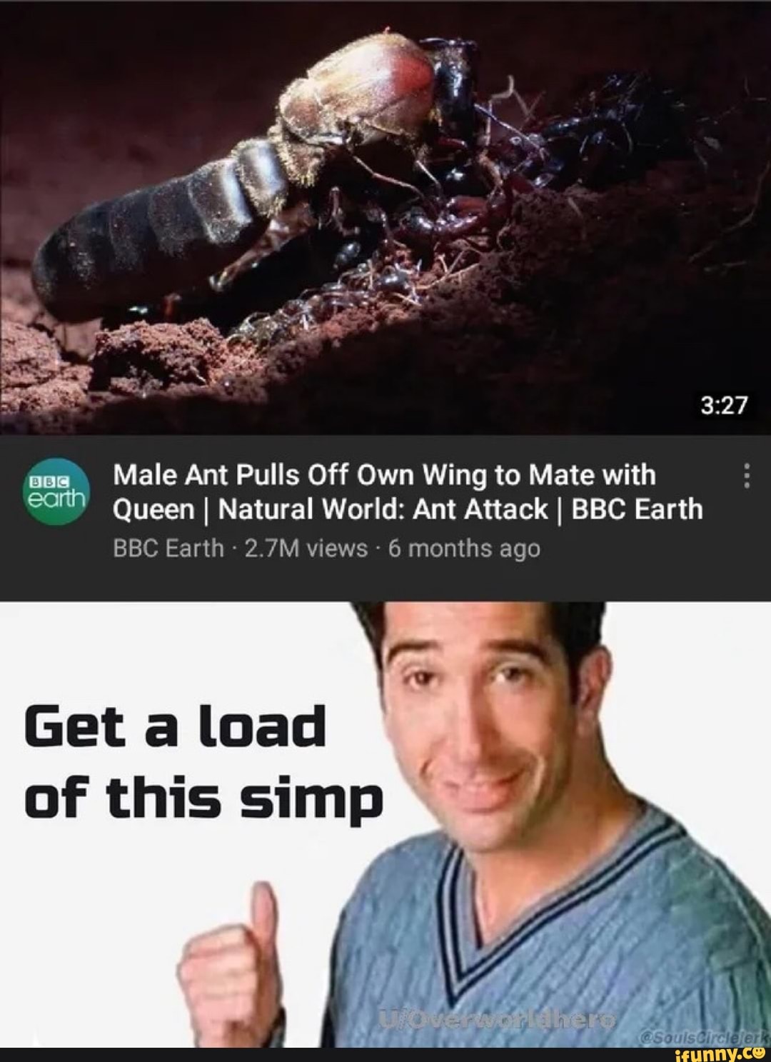 Sae) Male Ant Pulls Off Own Wing to Mate with Queen I Natural World ...