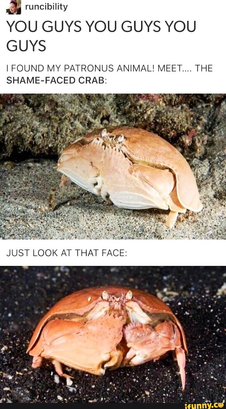 Patronus memes. Best Collection of funny Patronus pictures on iFunny