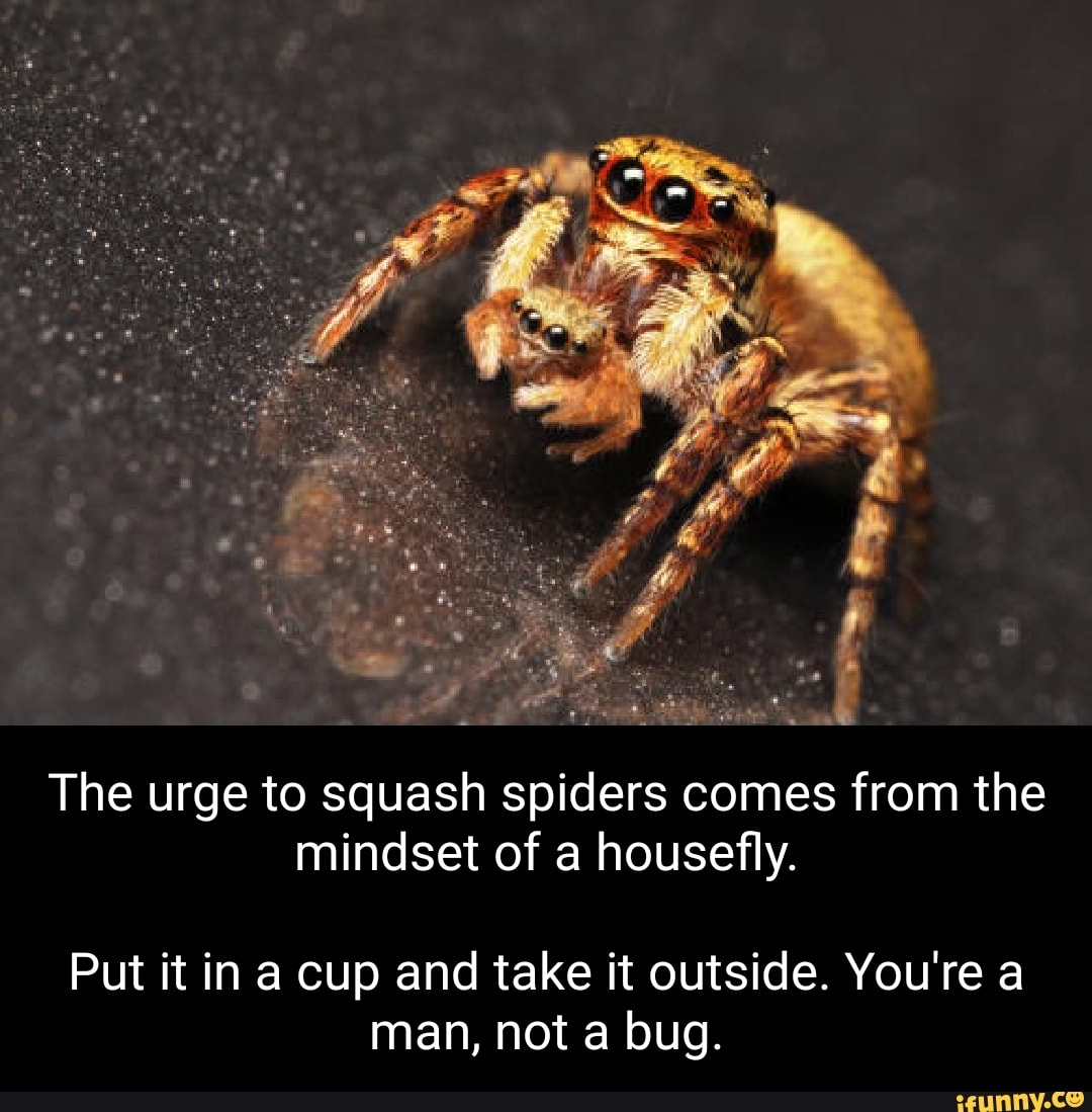 Housefly memes. Best Collection of funny Housefly pictures on iFunny