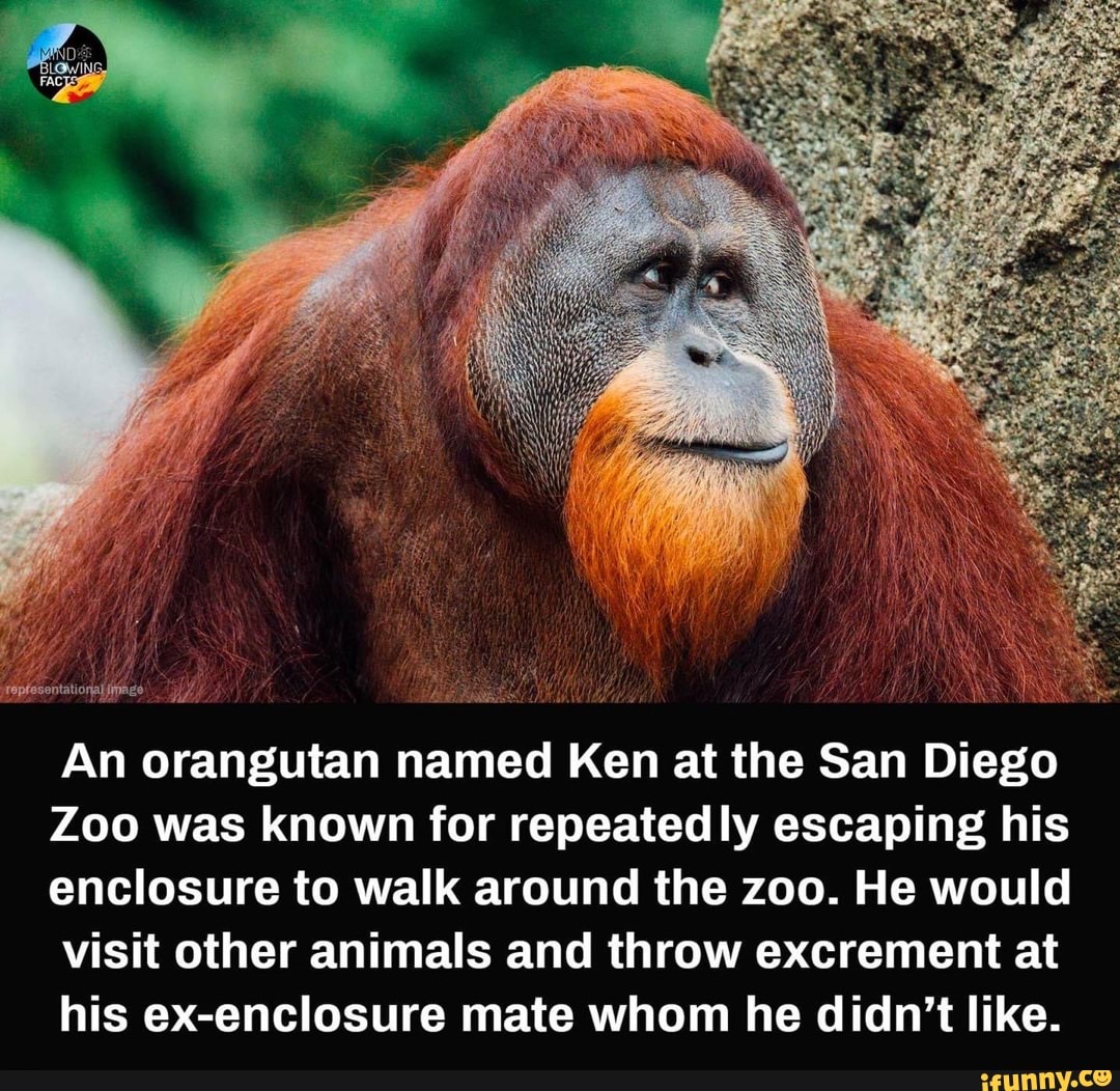 An orangutan named Ken at the San Diego Zoo was known for repeatedly ...