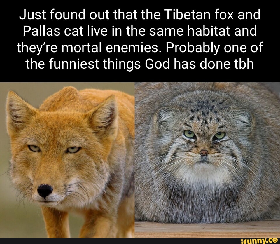 Just found out that the Tibetan fox and Pallas cat live in the same ...