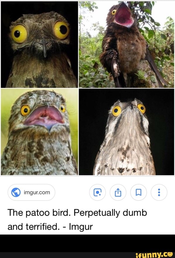 Patoo memes. Best Collection of funny Patoo pictures on iFunny