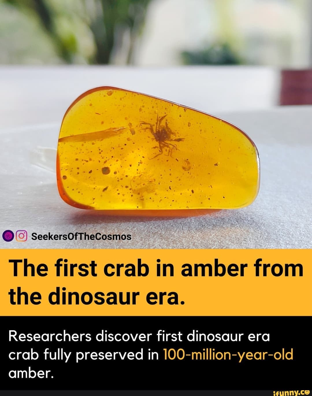 SeekersOffheCosmos The first crab in amber from the dinosaur era ...