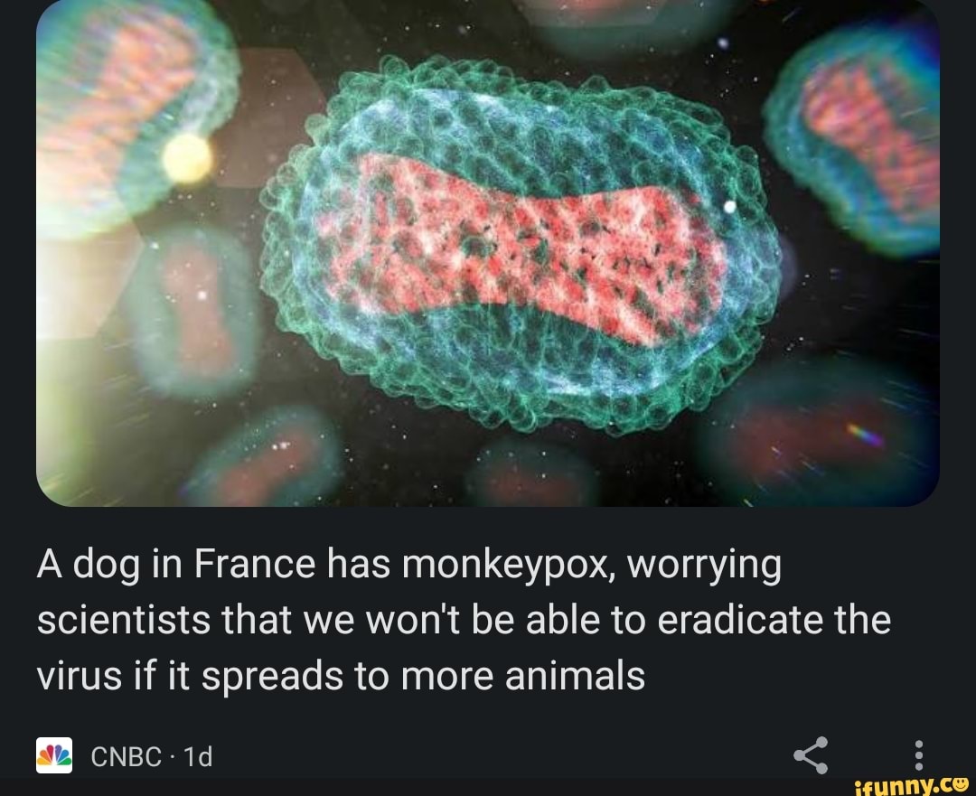 A dog in France has monkeypox, worrying scientists that we won't be ...