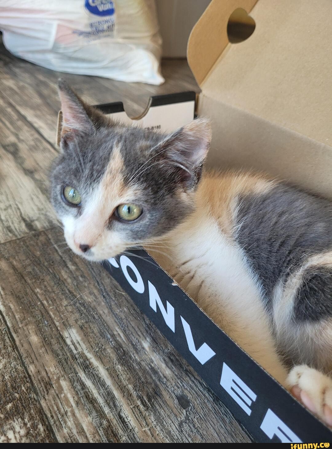 Gidget memes. Best Collection of funny Gidget pictures on iFunny