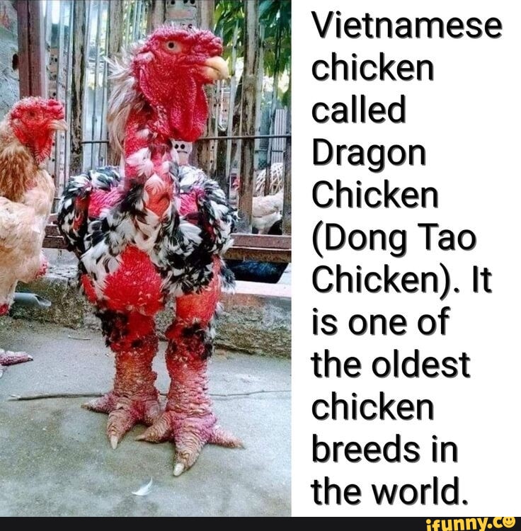 Vietnamese chicken called I Dragon Chicken (Dong Tao Chicken). It is ...