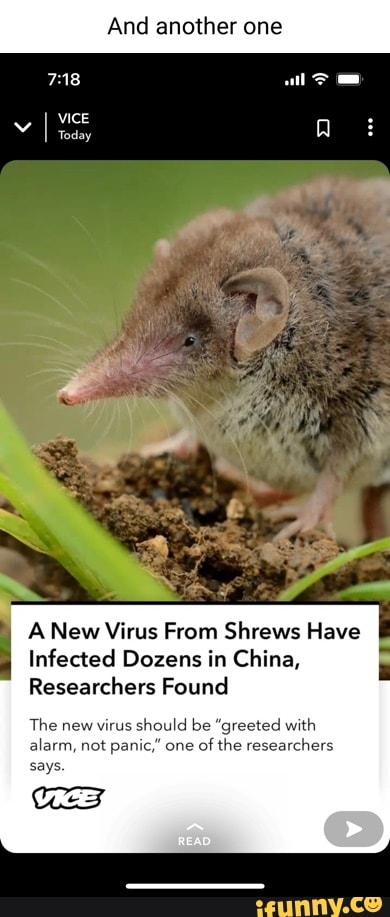 Shrews memes. Best Collection of funny Shrews pictures on iFunny